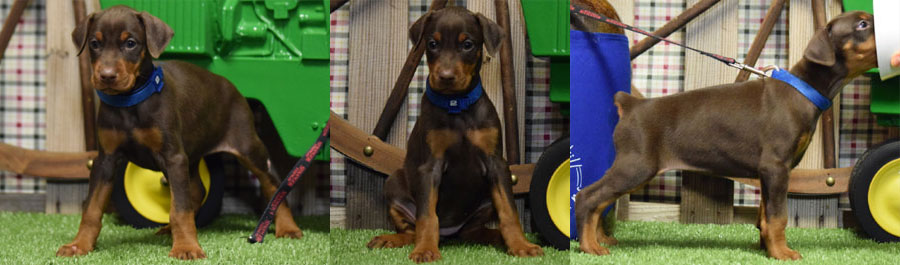 Doberman puppies for sale in USA - Sierra Dobie Farms