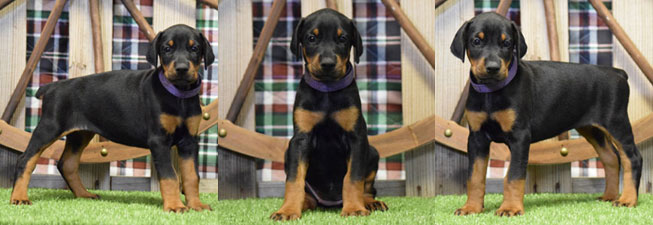 Doberman puppies for sale in USA - Sierra Dobie Farms