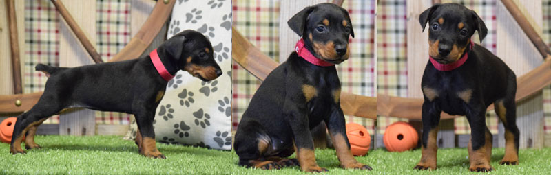 Doberman puppies for sale in USA - Sierra Dobie Farms